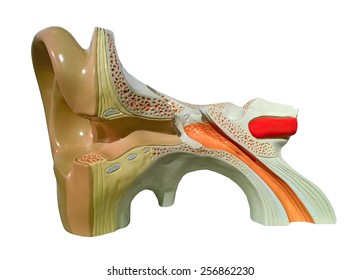 Anatomical Structure Human Ear 3d Rendering Stock Illustration ...