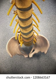 115 Cauda equina Images, Stock Photos & Vectors | Shutterstock