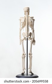 Human Being Skeleton Model Foto de stock 312988928 | Shutterstock