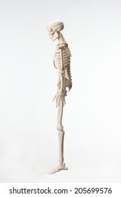 Human Being Skeleton Model Stock Photo 312988925 | Shutterstock