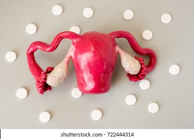 Model Uterus Appendages Fallopian Tubes Ovaries: foto stock (editar ...