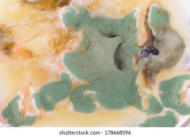 Mold Bacteria Macro Stock Photo 178668596 | Shutterstock