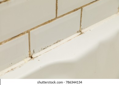 Mold Bad Grouting Stock Photo 786344134 | Shutterstock