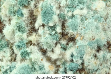 9,485 Microscopic Mold Images, Stock Photos & Vectors | Shutterstock