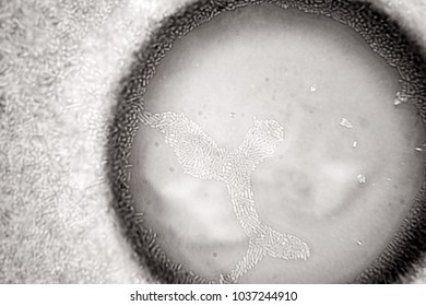 Mold microscope Stock Photos, Images & Photography | Shutterstock