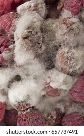 Mold On Raspberry Stock Photo 657737491 | Shutterstock