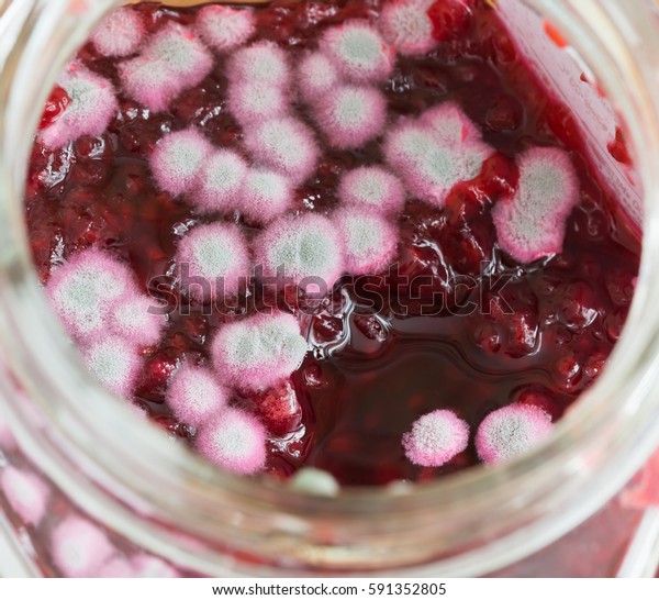 Mold On Raspberry Jam Stock Photo 591352805 | Shutterstock