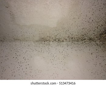 Mold Wall Texture Stock Photo 513473416 | Shutterstock