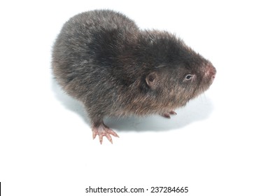 2,611 Mole rodents Images, Stock Photos & Vectors | Shutterstock