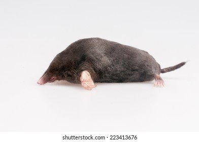 9,541 Mole White Background Images, Stock Photos & Vectors | Shutterstock