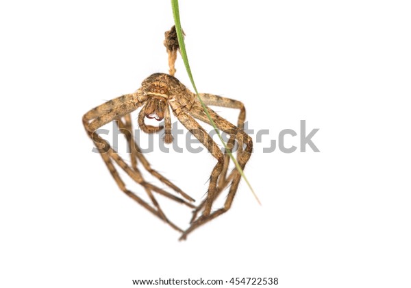 Molted Exoskeleton Spider Isolate On White Stock Photo 454722538 ...