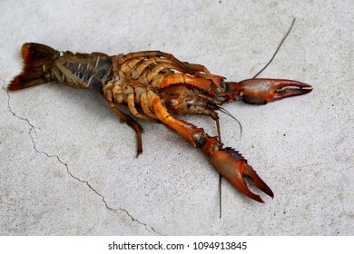 Dead Cockroach Supine Position Stock Photo (Edit Now) 2128333868