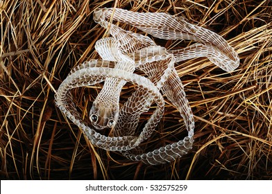 959 Snake molt Images, Stock Photos & Vectors | Shutterstock
