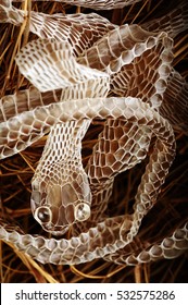 959 Snake molt Images, Stock Photos & Vectors | Shutterstock