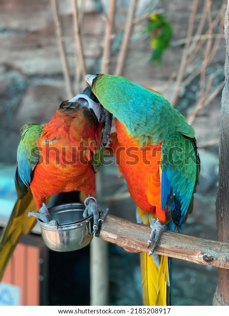 Moment Tenderness Between Pair Parrots Sitting Stock Photo 2185208917 ... Moment Tenderness Between Pair Parrots Sitting Stock Photo 2185208917 ...