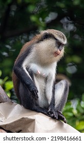 1,514 Monkey Looking Down Images, Stock Photos & Vectors | Shutterstock