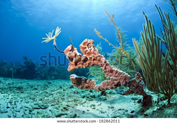 Monanchora Unguifera Pink Lumpy Sponge Stock Photo (Edit Now) 182862011