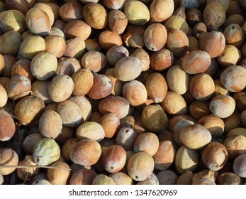 Mongongo Nuts Namibia Stock Photo (Edit Now) 1347620969