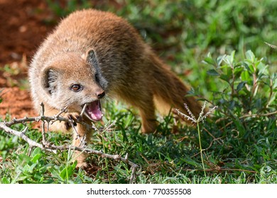 Mongoose Cleaning Teeth Stock Photo 770355511 | Shutterstock