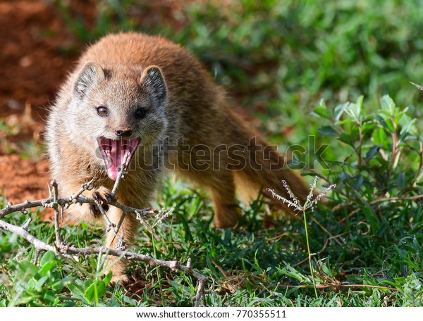 Mongoose Cleaning Teeth Stock Photo 770355511 | Shutterstock