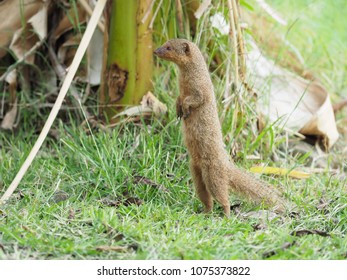 436 Cane Rat Images, Stock Photos & Vectors | Shutterstock