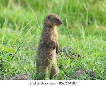 436 Cane Rat Images, Stock Photos & Vectors | Shutterstock