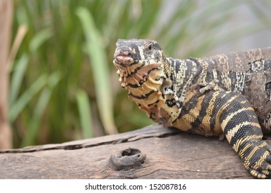 Monitor Lizard Stock Photo 152087816 | Shutterstock