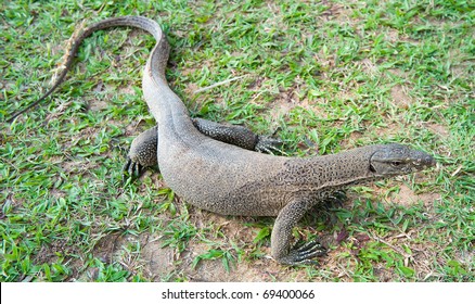 Monitor Lizard Images, Stock Photos & Vectors | Shutterstock