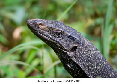 517 Bengal monitor lizard Images, Stock Photos & Vectors | Shutterstock