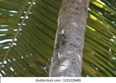 Udumbu Images, Stock Photos & Vectors | Shutterstock