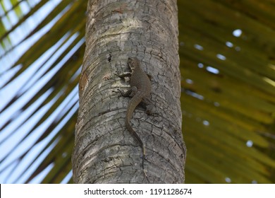 7 imágenes de Udumbu - Imágenes, fotos y vectores de stock | Shutterstock