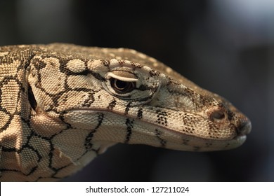 Monitor Lizard Portrait Stock Photo 127211024 | Shutterstock