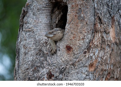 Monitor Lizard Seen Emerging Tree Hole Stock Photo 1946703103 ...