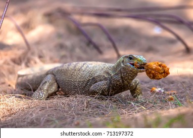 296 Fried lizard Images, Stock Photos & Vectors | Shutterstock