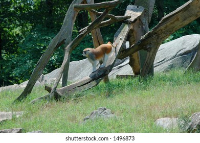 73 Monkey load Images, Stock Photos & Vectors | Shutterstock