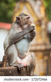 Monkey Stock Photo 172072466 | Shutterstock