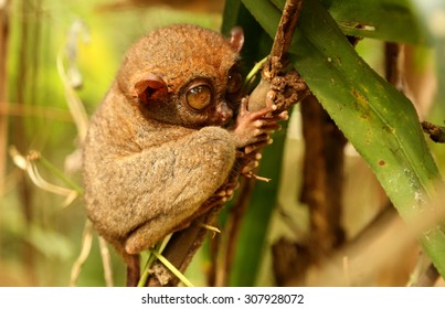 Bohol Monkey Tarsier Stock Photo (Edit Now) 1183056523