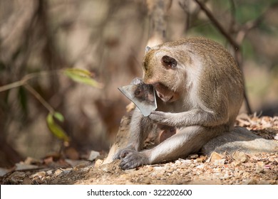 305 Monkey looking in mirror Images, Stock Photos & Vectors | Shutterstock