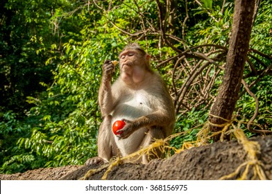 6,840 Monkey eating leaves Images, Stock Photos & Vectors | Shutterstock