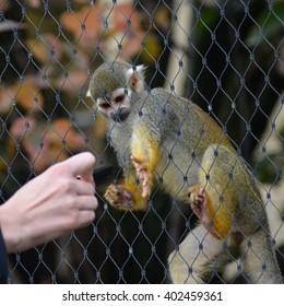 229 Monkey life cycle Images, Stock Photos & Vectors | Shutterstock