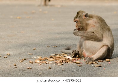 465 Beware of monkeys Images, Stock Photos & Vectors | Shutterstock