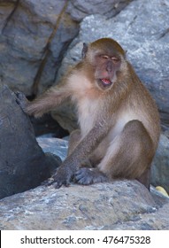 229 Monkey life cycle Images, Stock Photos & Vectors | Shutterstock