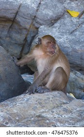 229 Monkey life cycle Images, Stock Photos & Vectors | Shutterstock