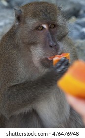 229 Monkey life cycle Images, Stock Photos & Vectors | Shutterstock