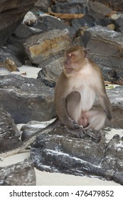 229 Monkey life cycle Images, Stock Photos & Vectors | Shutterstock