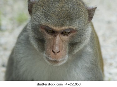 37 imágenes de Porch monkey - Imágenes, fotos y vectores de stock ...