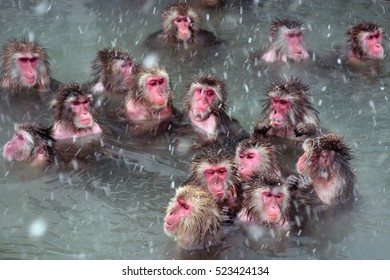 39,365 Monkey water Images, Stock Photos & Vectors | Shutterstock