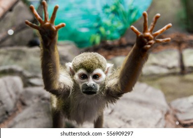 Monkey arm : 7 217 images, photos et images vectorielles de stock ...