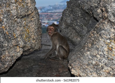 37 imágenes de Porch monkey - Imágenes, fotos y vectores de stock ...