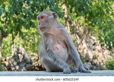 Monkey Herd Monkeys Yong Monkeys Stock Photo 657943360 | Shutterstock